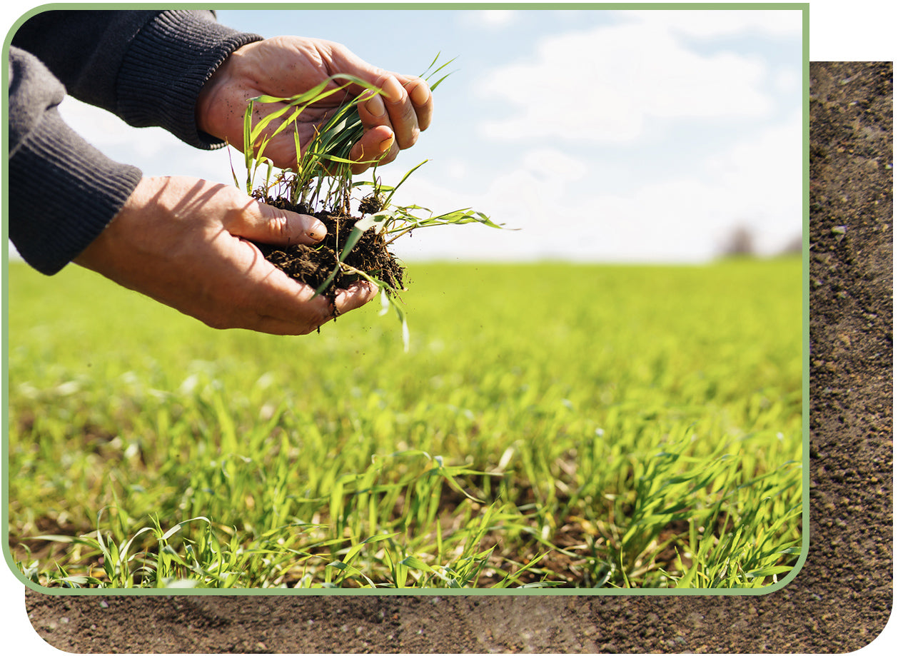 A&M Turf Farms - Local Field Fresh Sod & Grass Seed Delivery